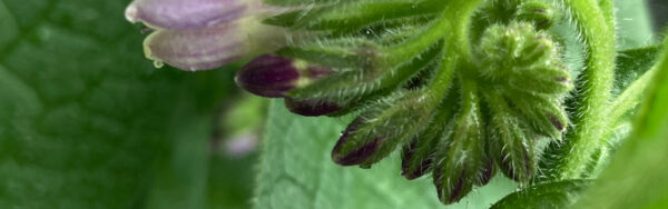 Planting Guide Features and Formats