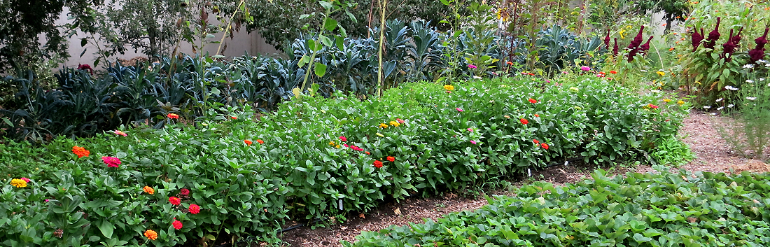 Gardening by the Moon | Lunar Almanac and Planting Guide