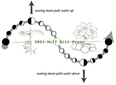 How Lunar Planting Works | Gardening by the Moon