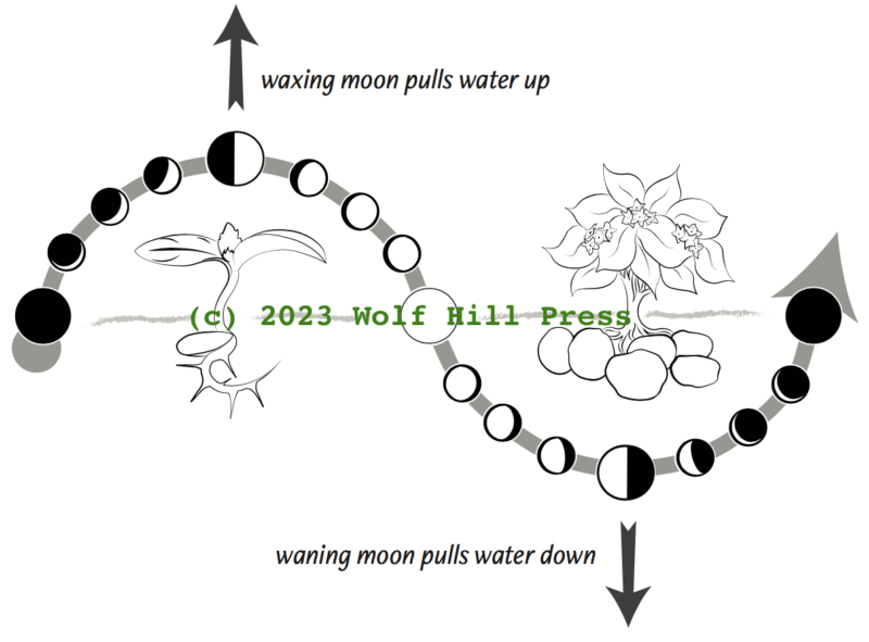 How Lunar Planting Works | Gardening by the Moon