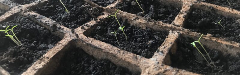 How to Pick Planting Days - Gardening by the Moon